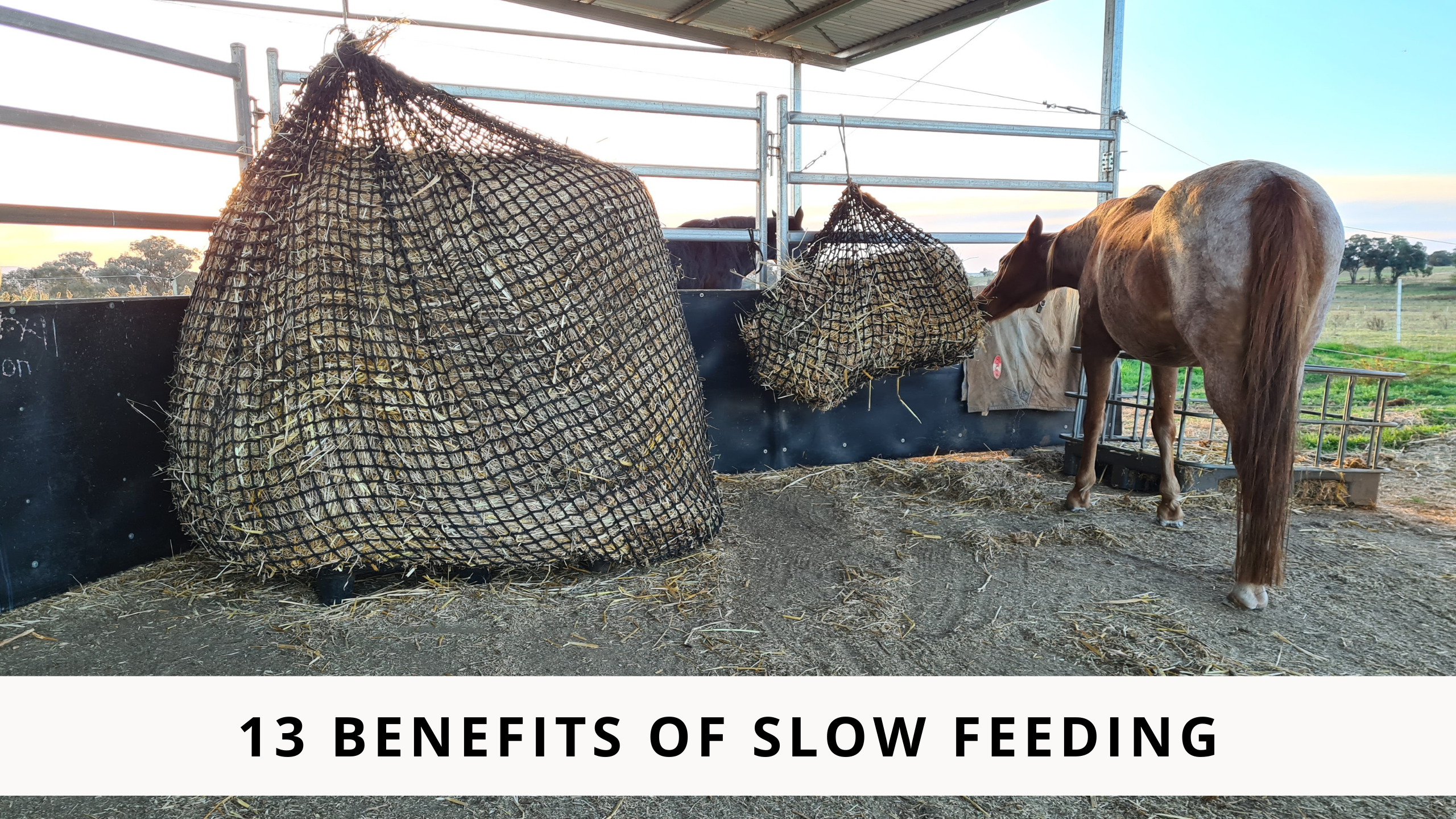 13 Benefits of Slow Feeding – Gutzbusta New Zealand