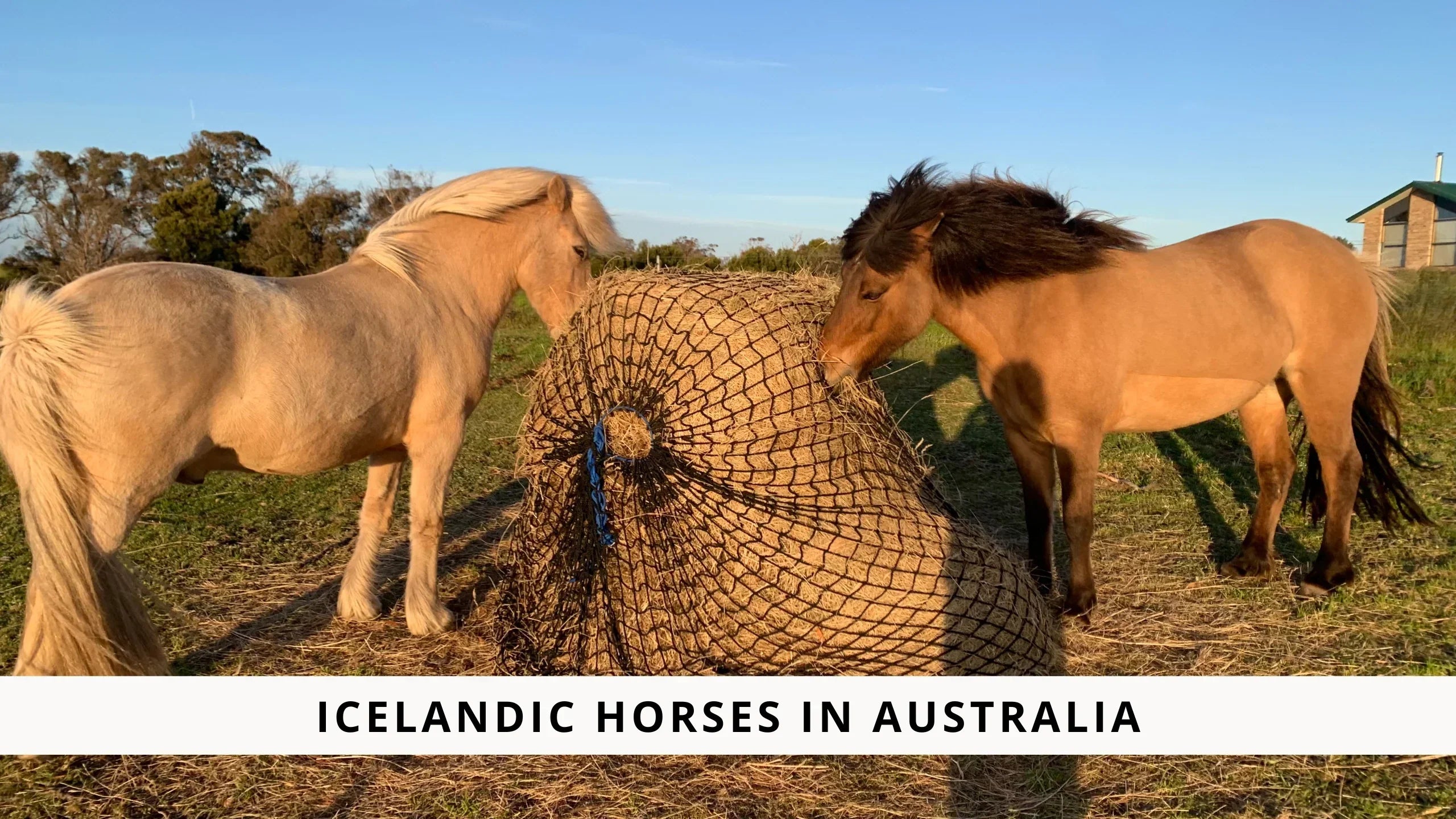 Icelandic horses in Australia – Gutzbusta New Zealand
